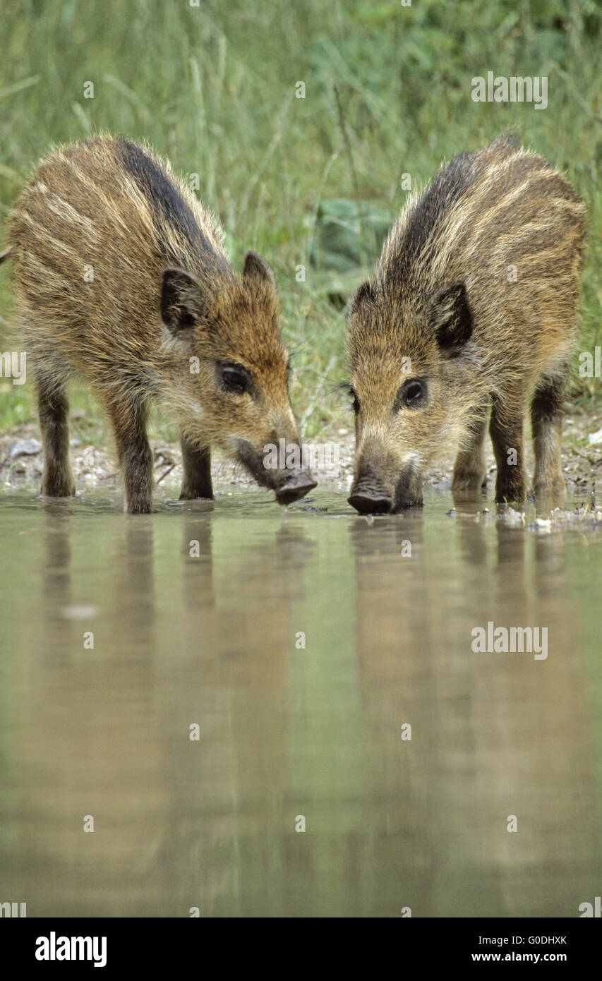 Wild Boar piglets drink water in a forest pond Stock Photo - Alamy