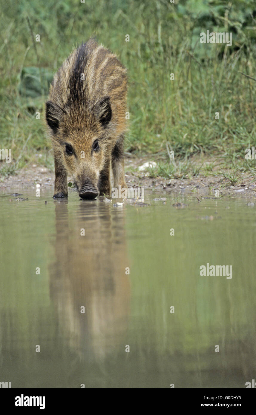 Wild Boar piglet drinks water in a forest pond Stock Photo - Alamy
