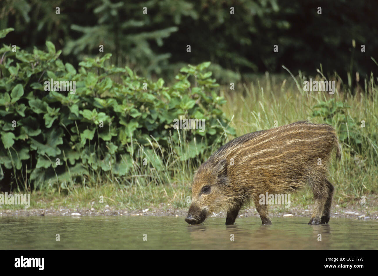 Wild Boar piglet drinks water in a forest pond Stock Photo - Alamy