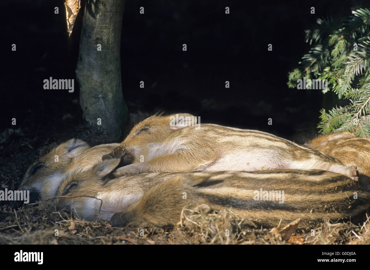 Feral pigs hi-res stock photography and images - Alamy