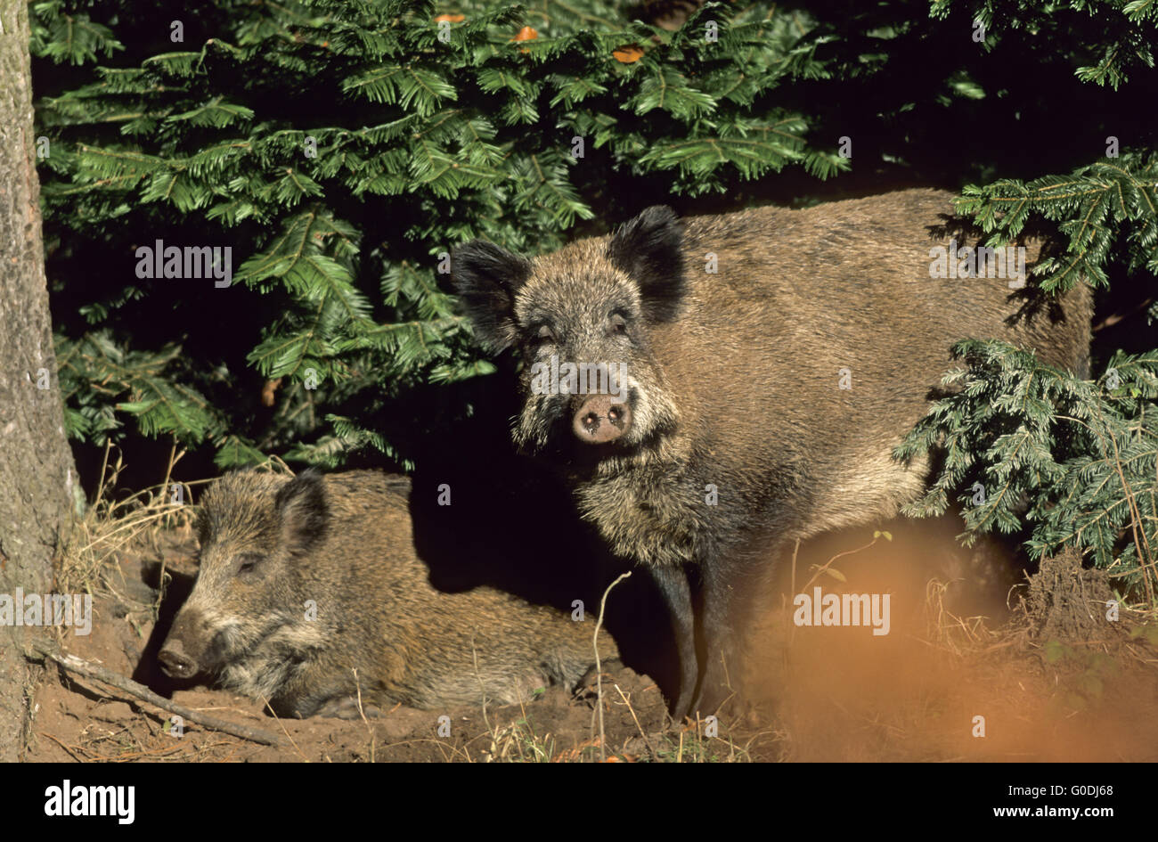 Mating season of wild boars hi-res stock photography and images - Alamy