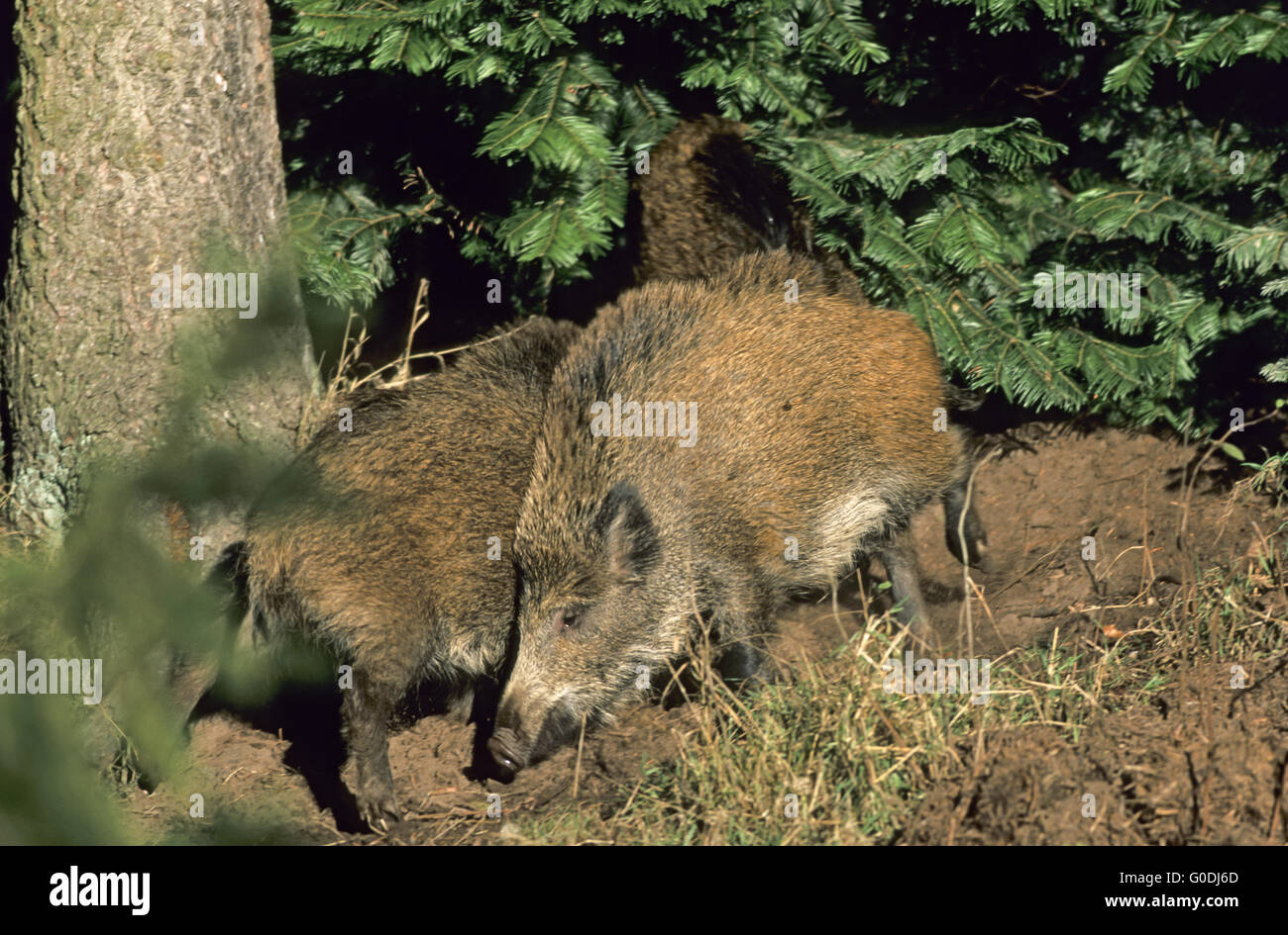 Wild Boar piglets playfully fighting Stock Photo - Alamy