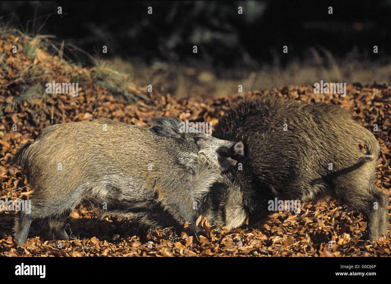 Young Wild Boars playfully fighting Stock Photo - Alamy