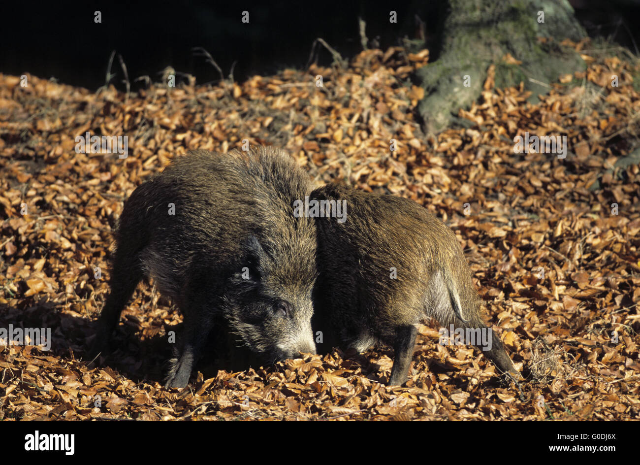 Young Wild Boars playfully fighting Stock Photo - Alamy
