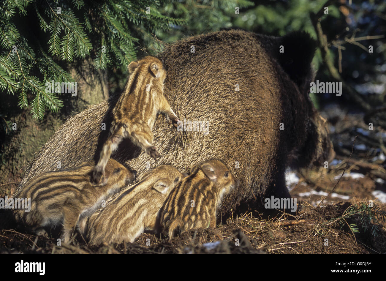 Wild piglet sleeps on the back of his mother Stock Photo - Alamy