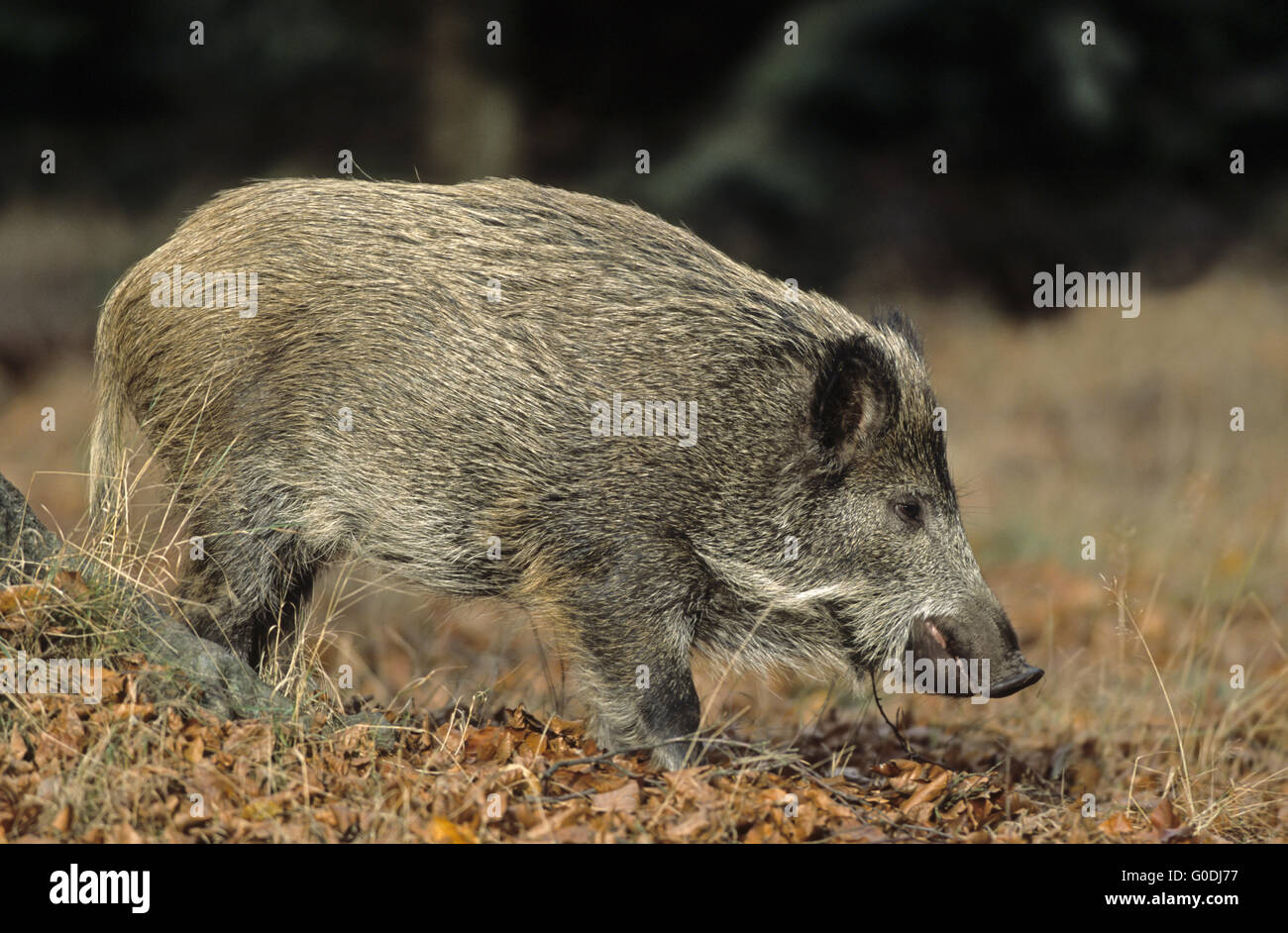Young Wild Boar at forest edge Stock Photo - Alamy