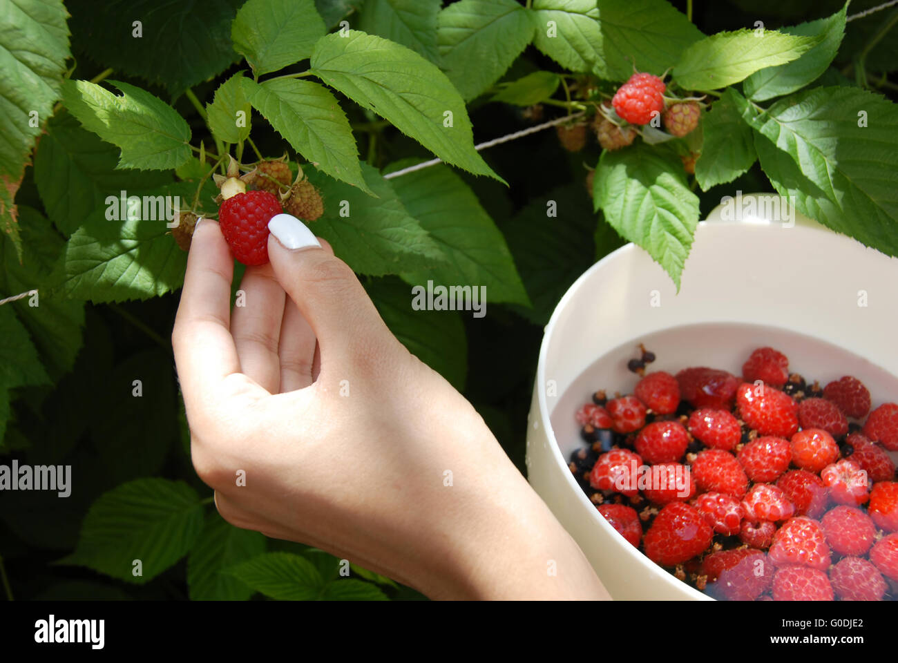 Hand harvesting one raspberry Stock Photo - Alamy