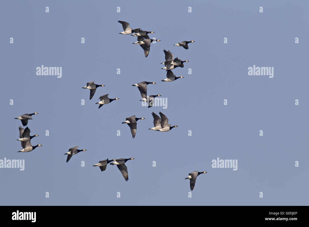 Barnacle Geese migration in fall to the south Stock Photo - Alamy