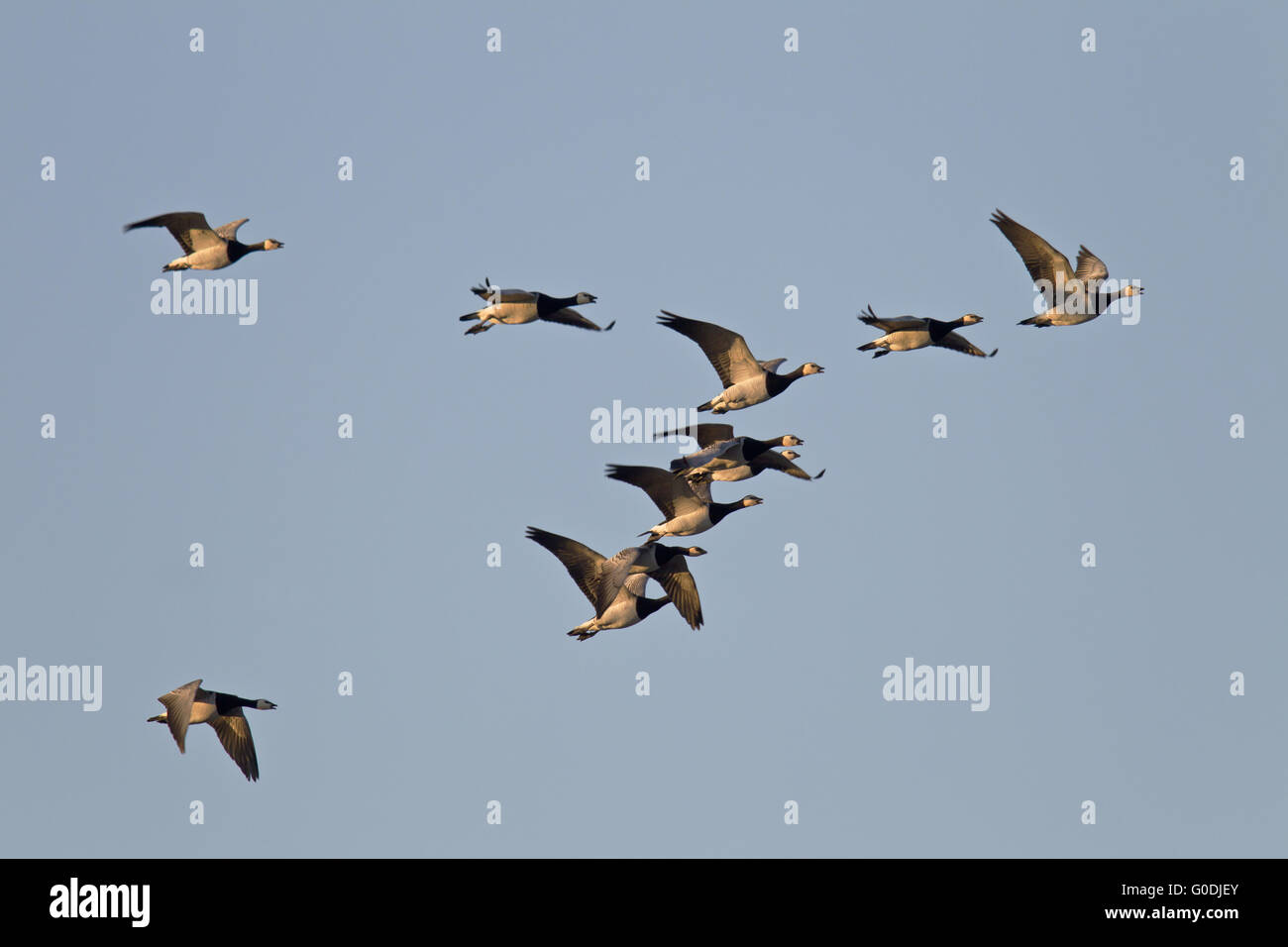 Barnacle Geese migration in fall to the south Stock Photo - Alamy