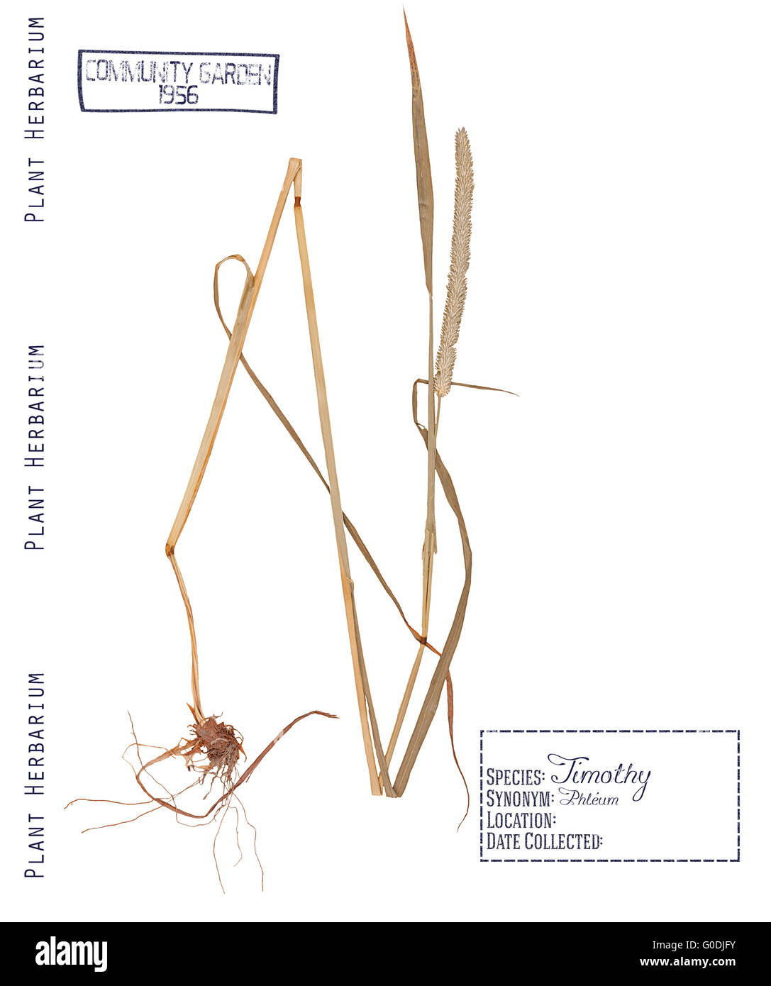 Herbarium of pressed parts of cereals timothy. Leaves, stems, roots and ...