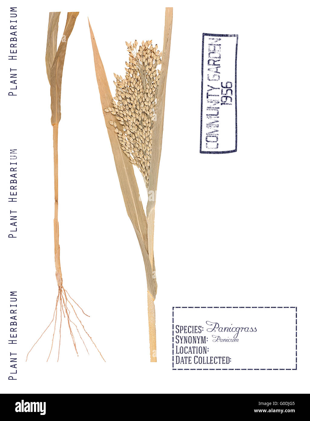 Panicum grass Cut Out Stock Images & Pictures - Alamy