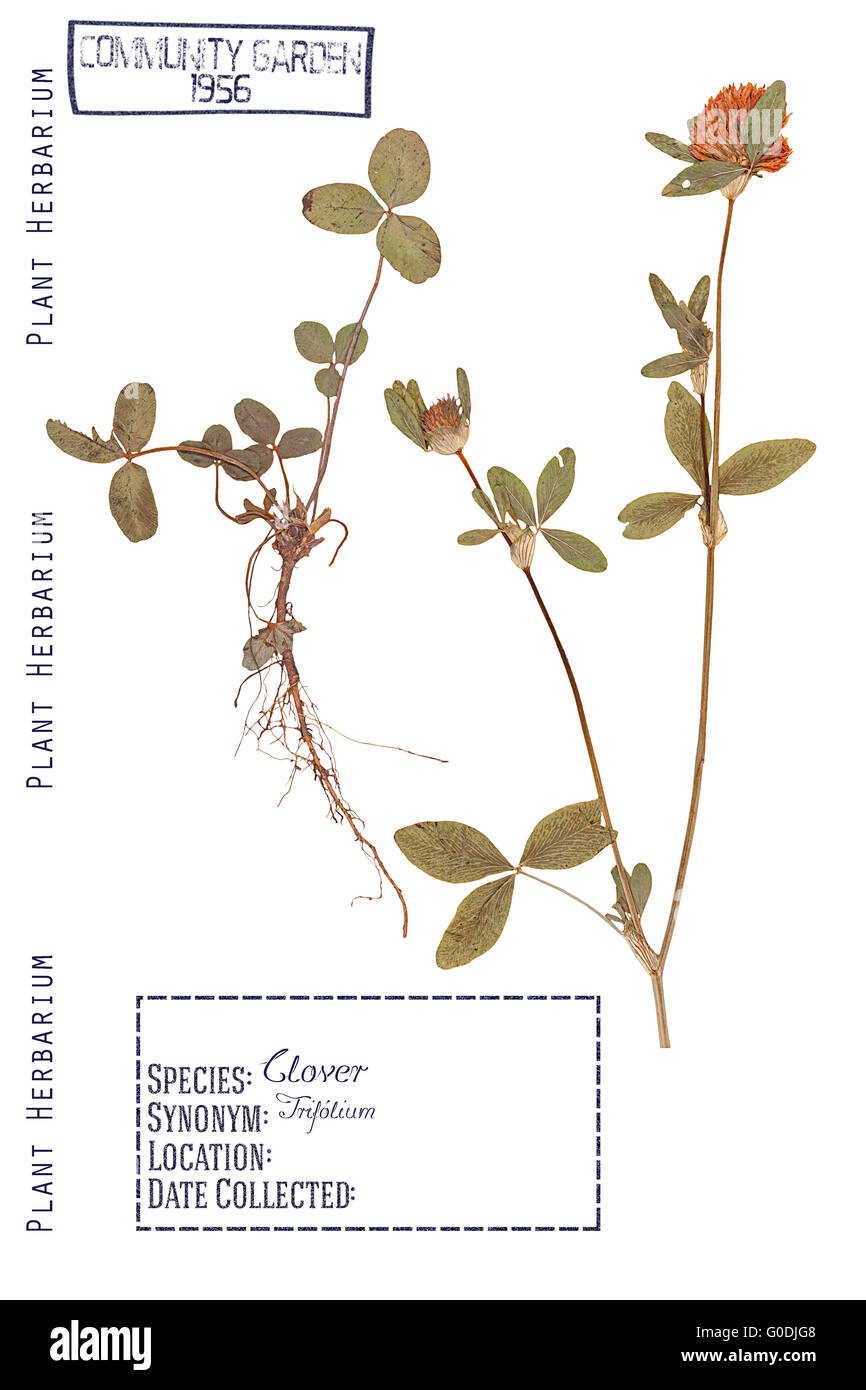 Roots stem leaves flower hi-res stock photography and images - Alamy