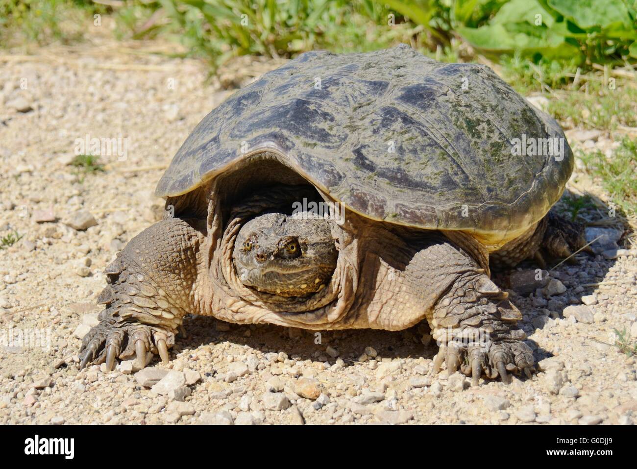 Snapping Turtle in Horicon Marsh Full Body Stock Photo - Alamy