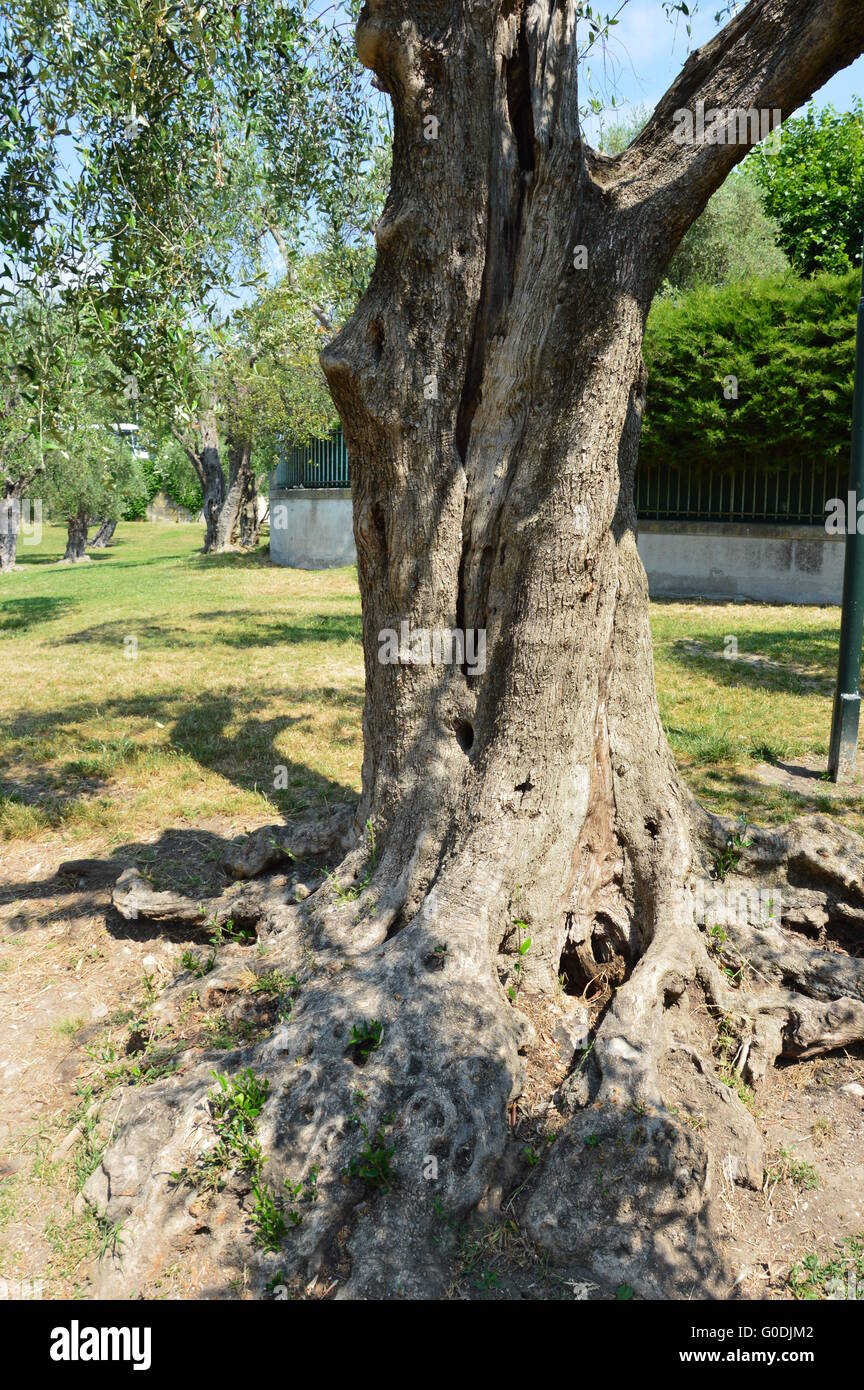 olive tree trunk Stock Photo - Alamy