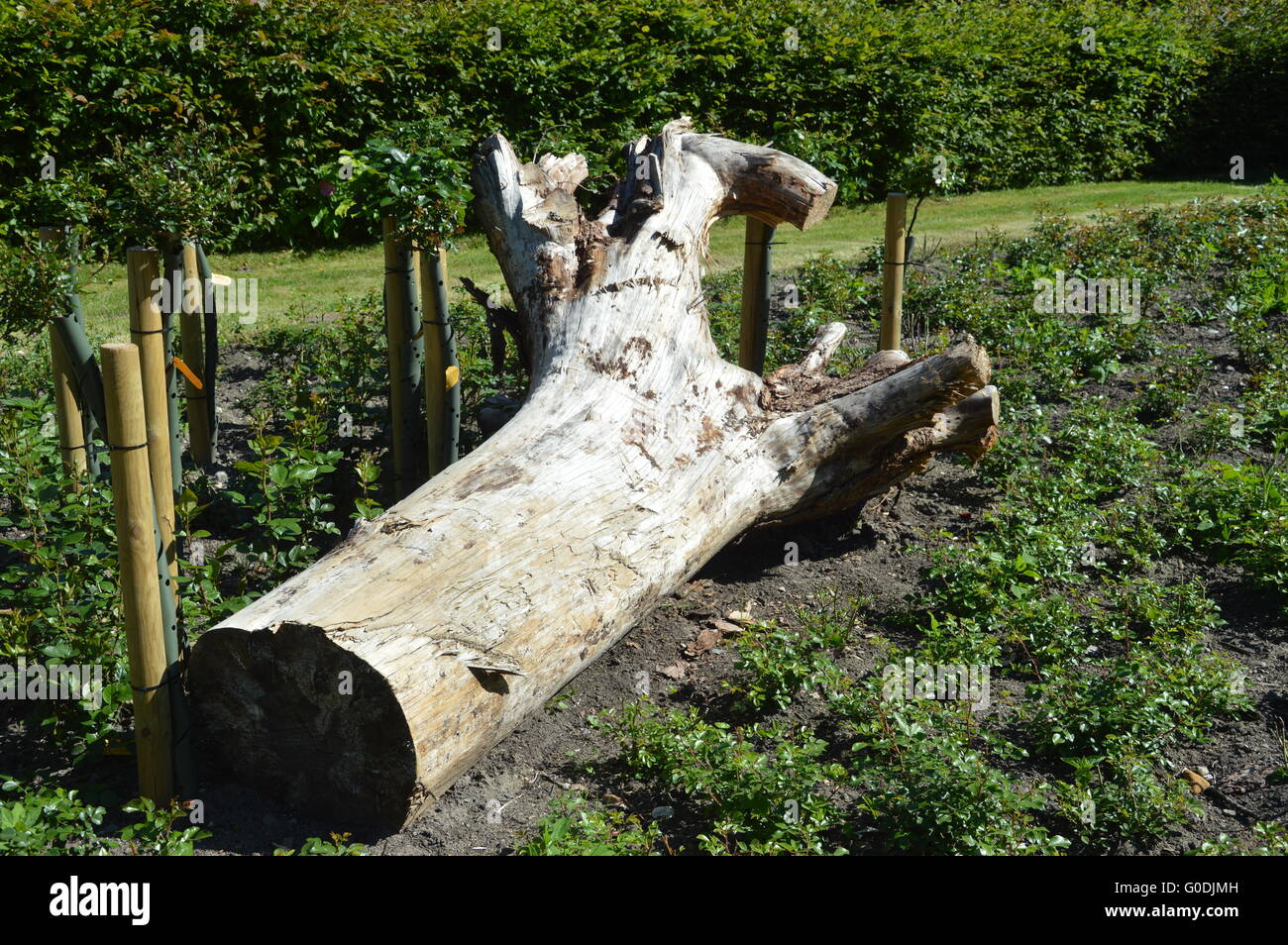 old tree root Stock Photo - Alamy