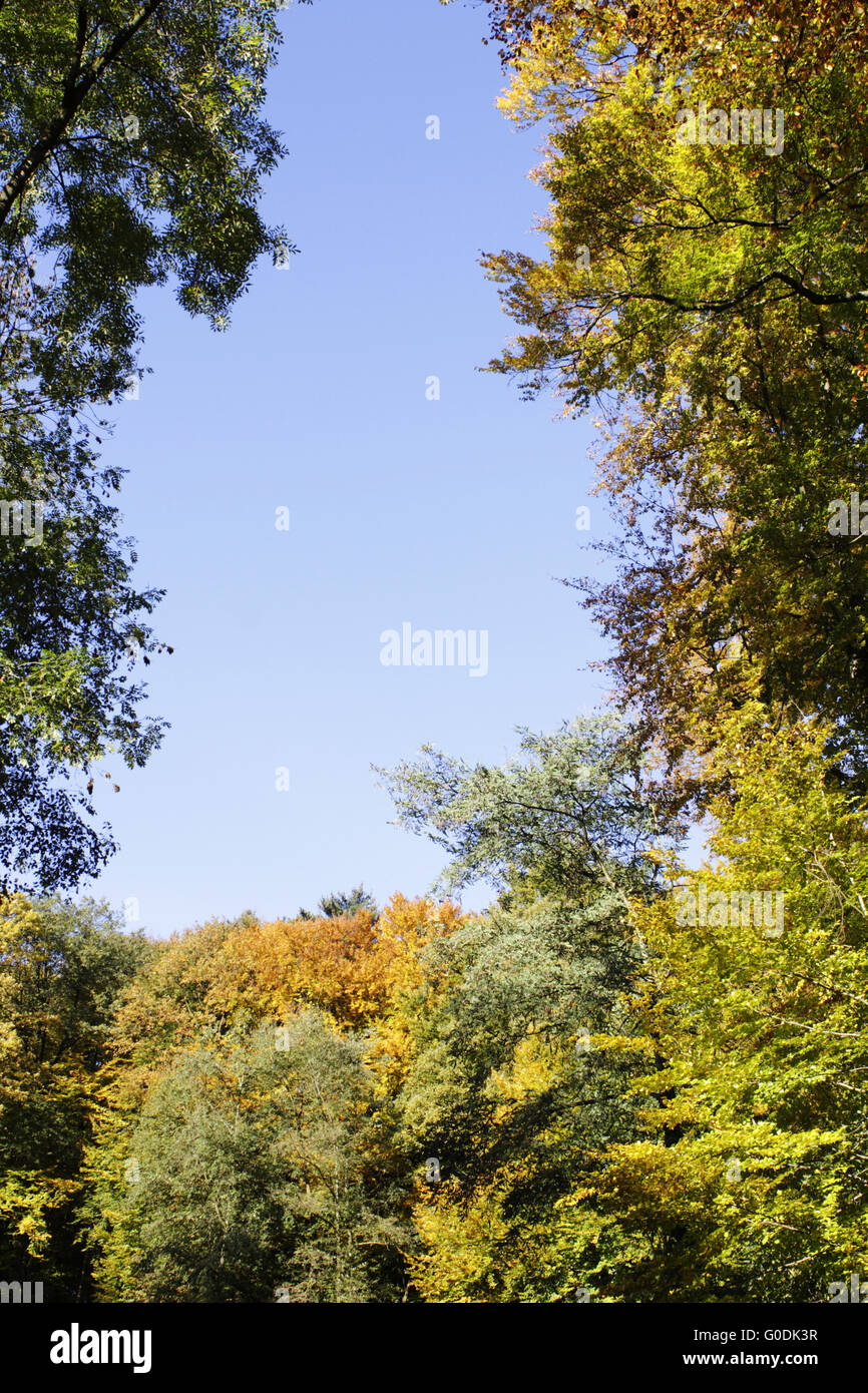 trees forest clearing Stock Photo - Alamy