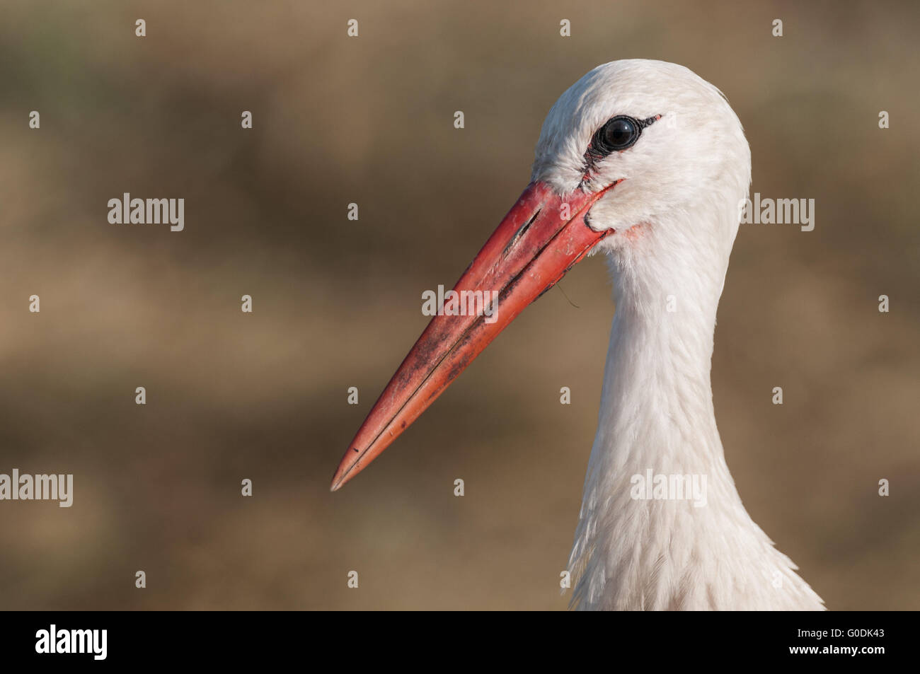 White stork from Germany Stock Photo - Alamy