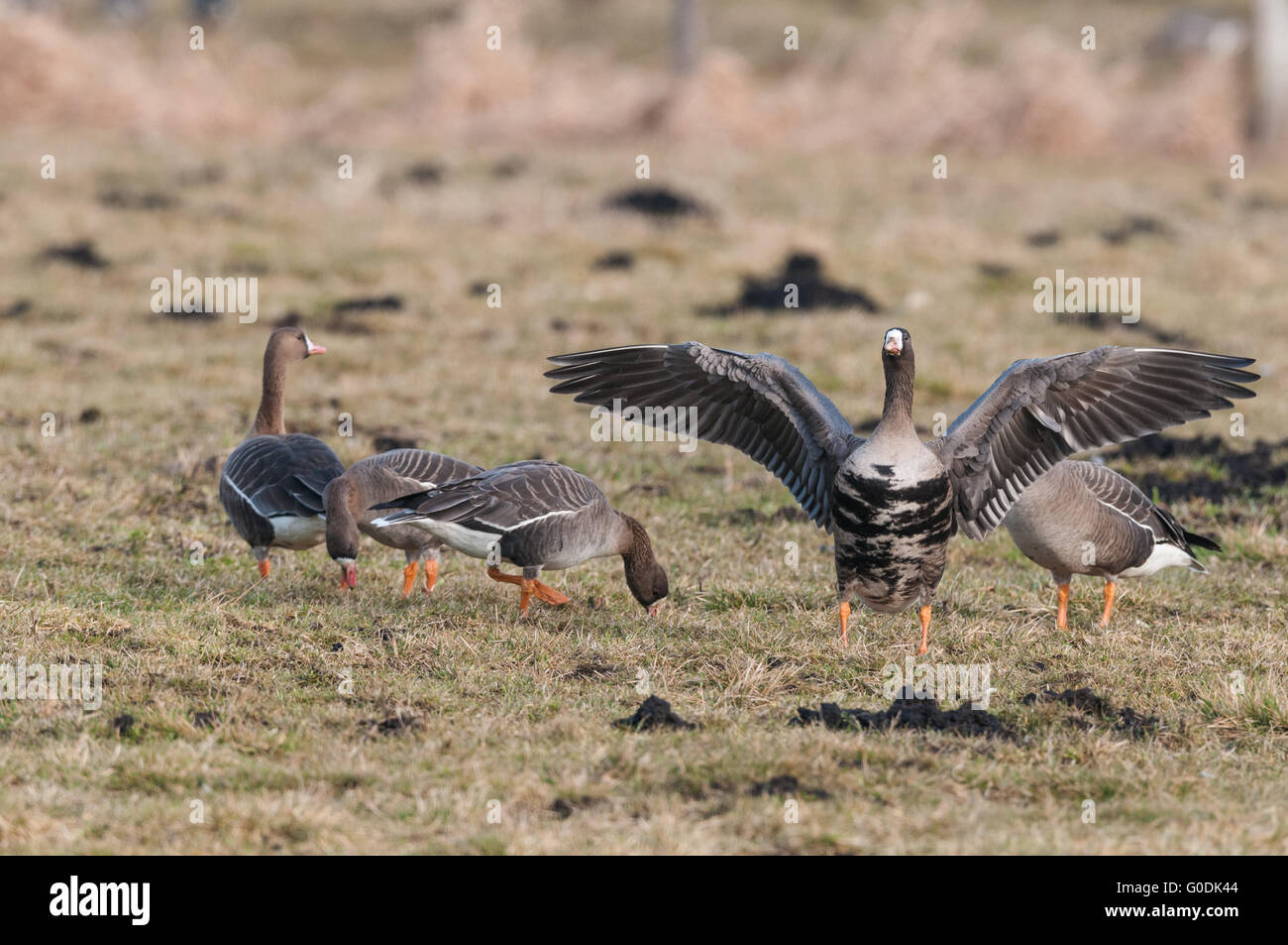 Greater white-fronted goose from Germany Stock Photo - Alamy