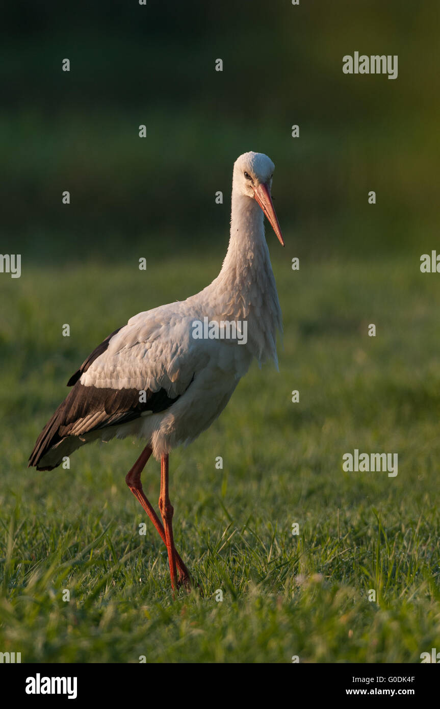 White stork from Germany Stock Photo - Alamy