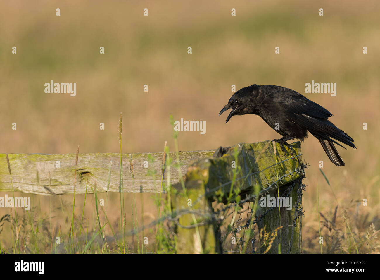 Raven from Germany Stock Photo - Alamy