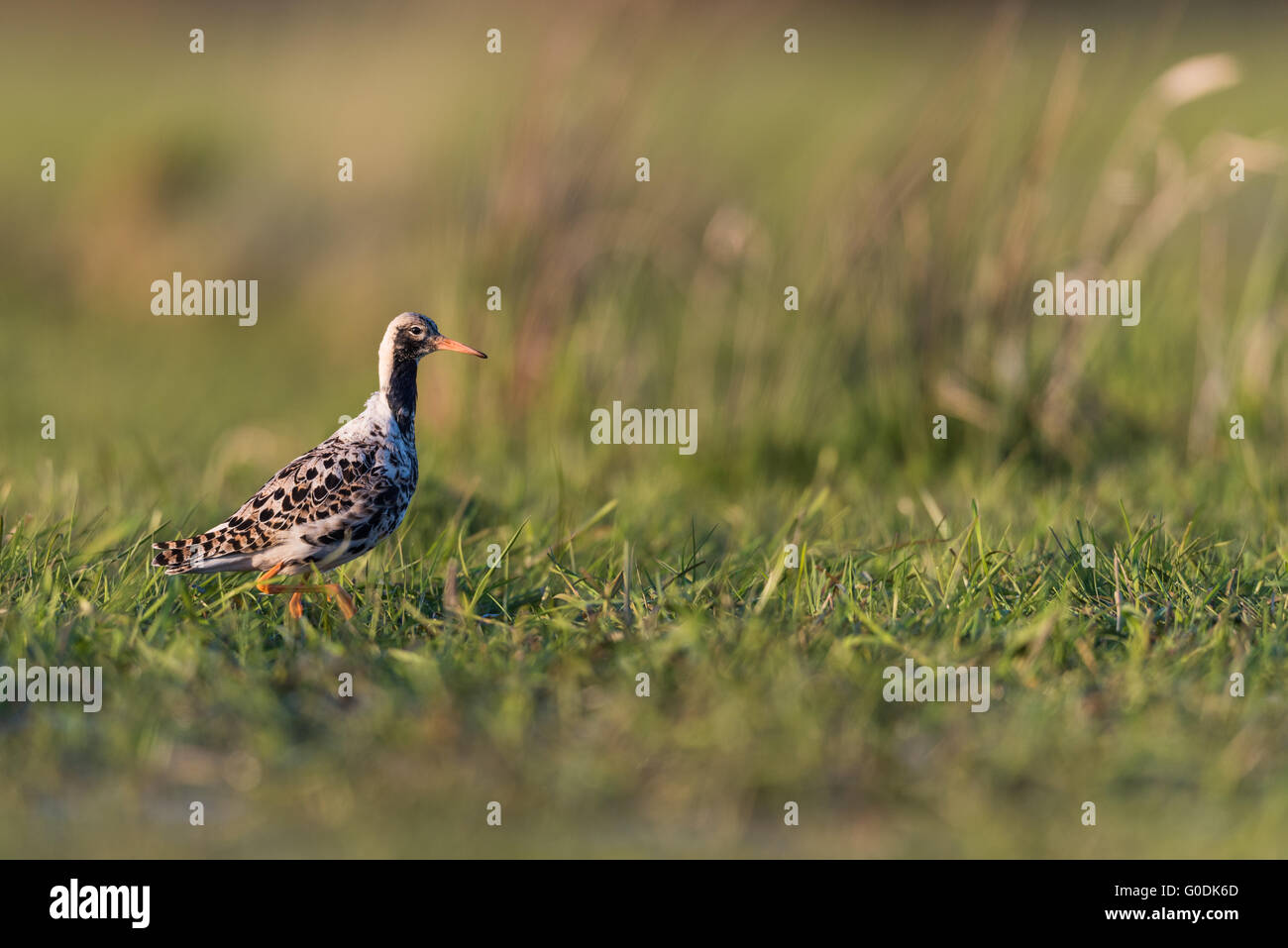 Ruff from Germany Stock Photo - Alamy