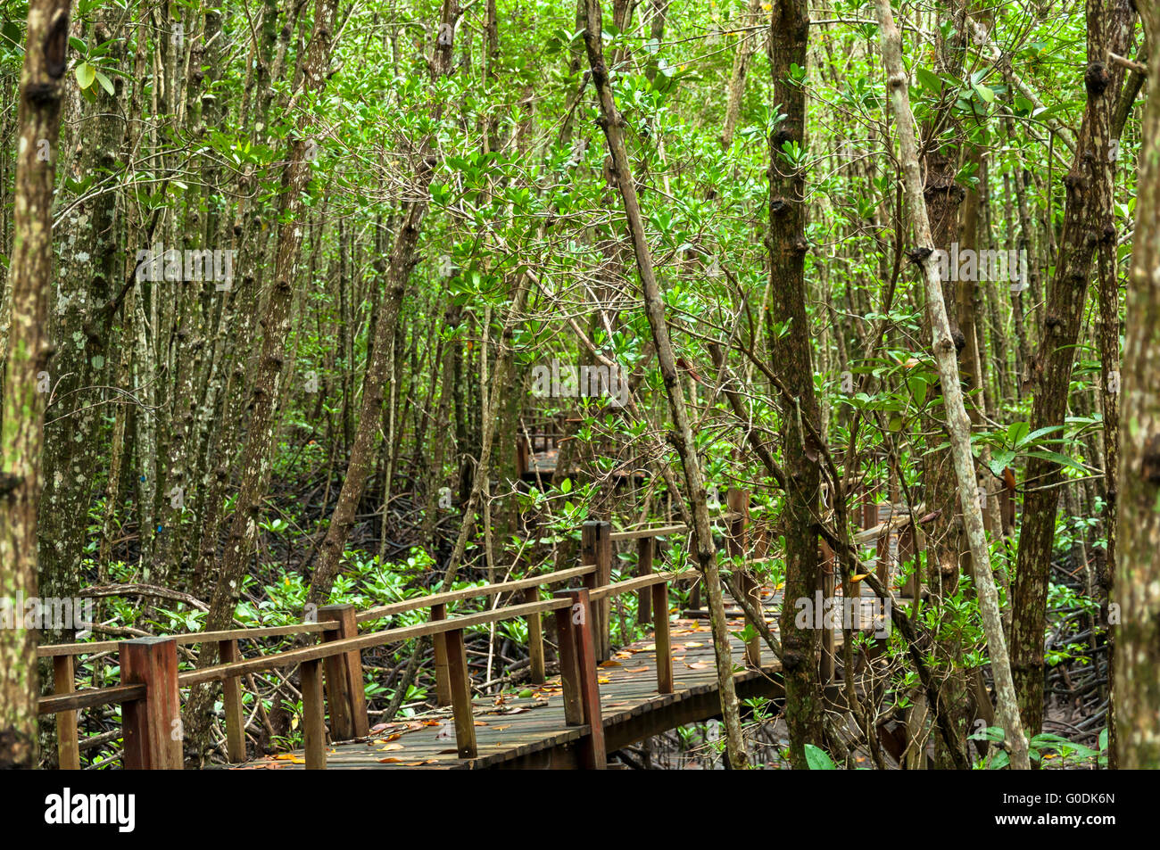 Landscape of Wood corridor at mangrove forest Stock Photo - Alamy