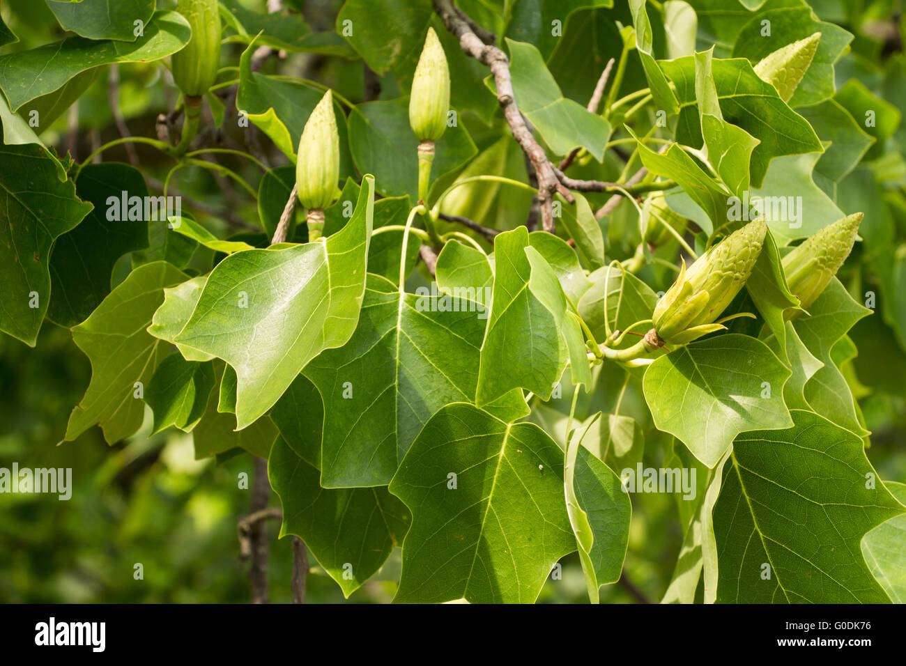 Liriodendron tulipifera fruit hi-res stock photography and images - Alamy