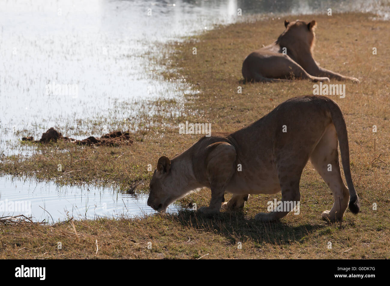 Lions near the water Stock Photo - Alamy