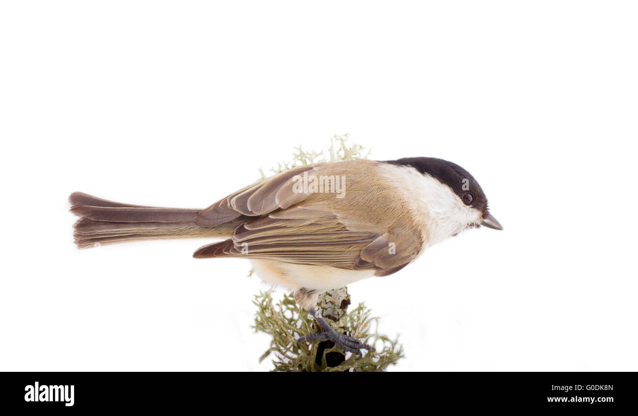 Willow tit Parus montanus on a white background Stock Photo - Alamy