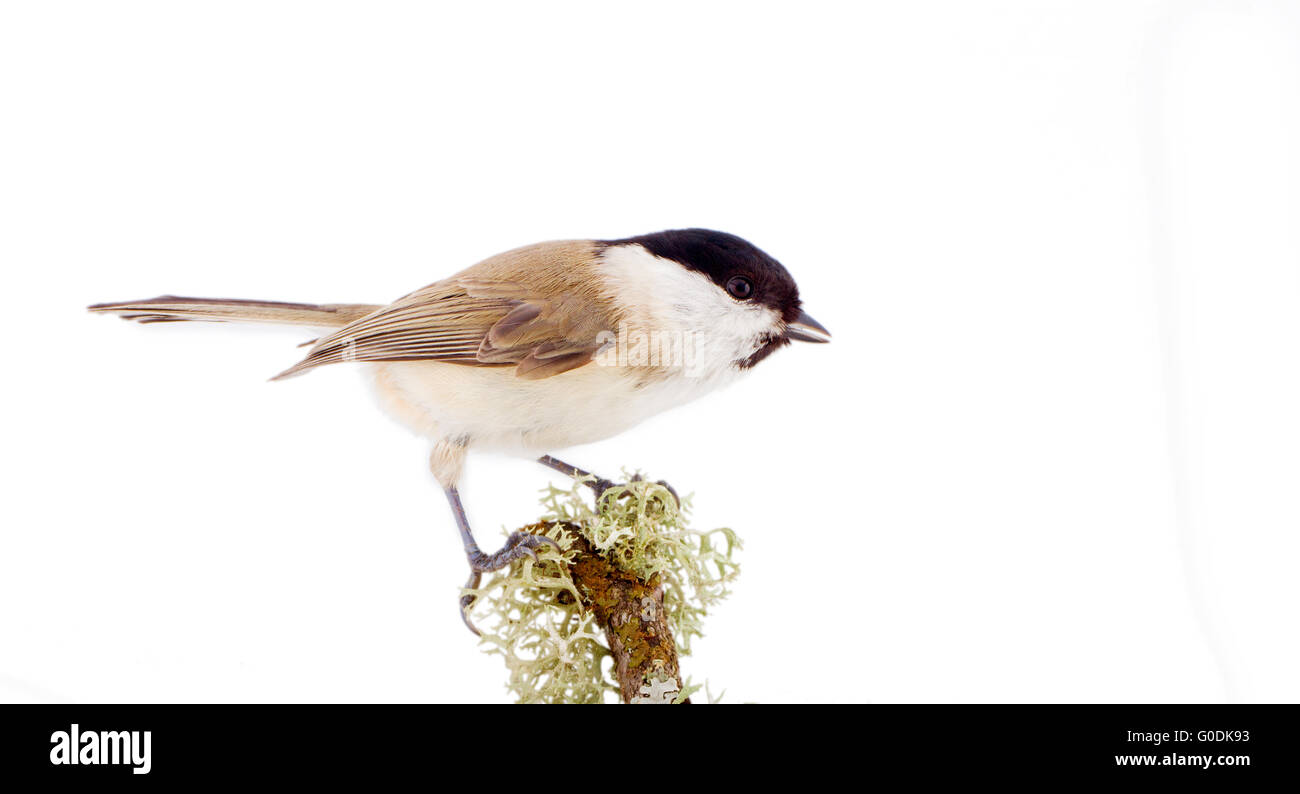 Willow tit Parus montanus on a white background Stock Photo - Alamy