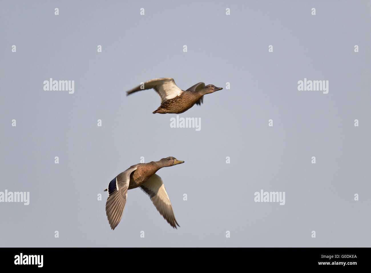 Molting duck hi-res stock photography and images - Alamy