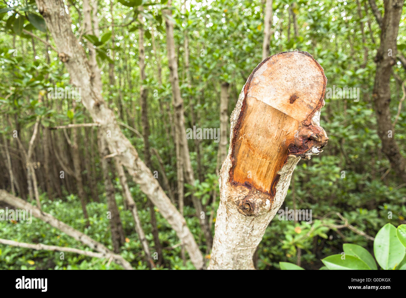 Mangrove trees are cut Stock Photo - Alamy