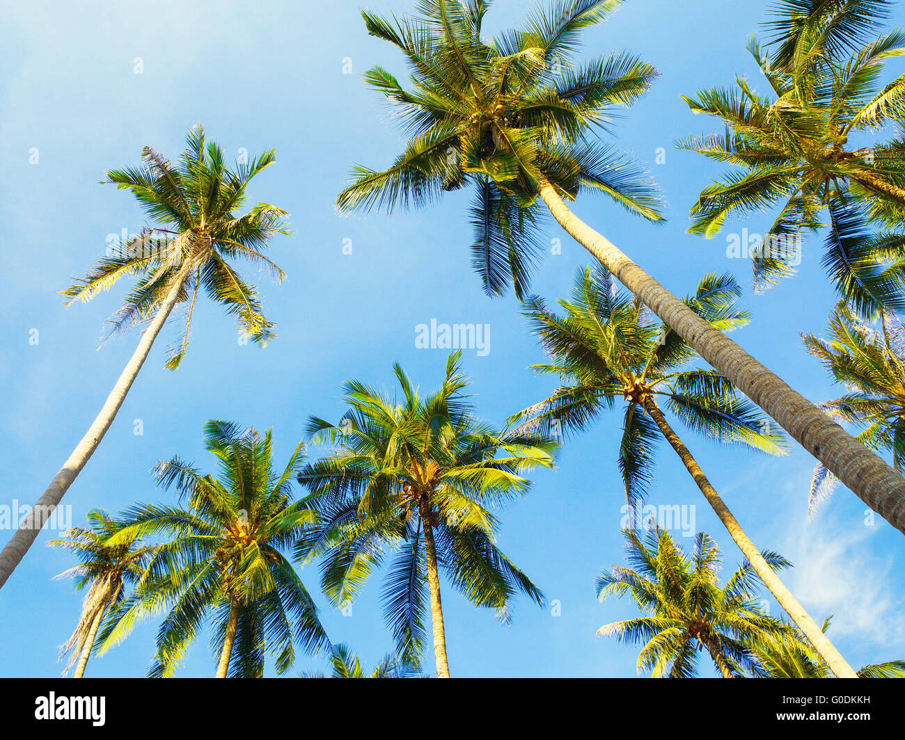 Thai coconut palm forest hi-res stock photography and images - Alamy