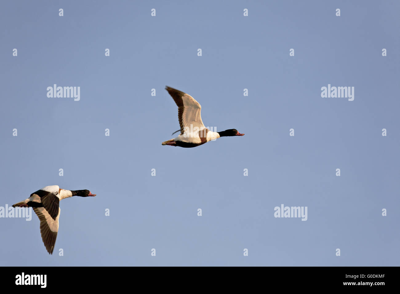 Eclipse plu hi-res stock photography and images - Alamy