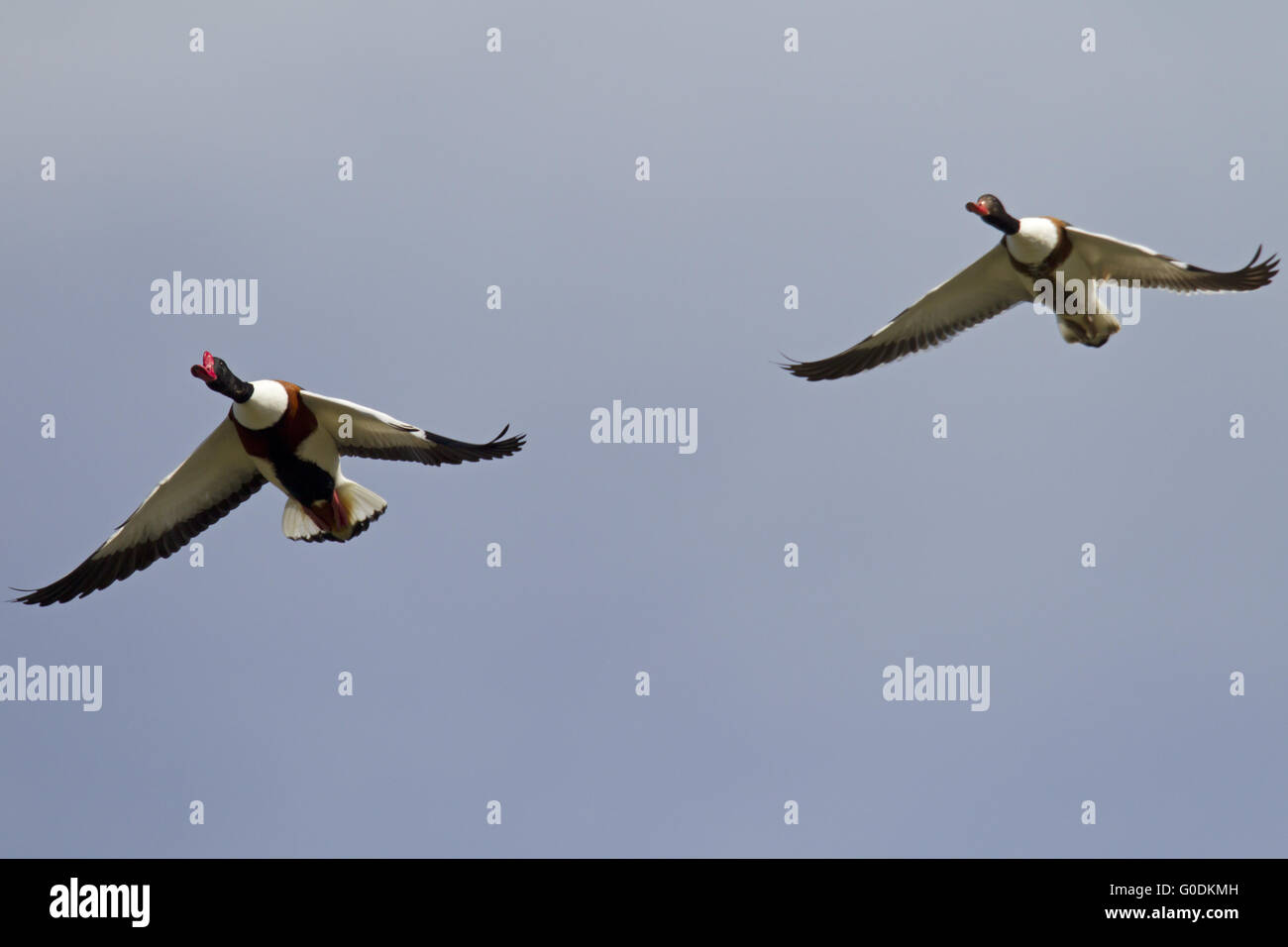 Common shelducks hi-res stock photography and images - Alamy