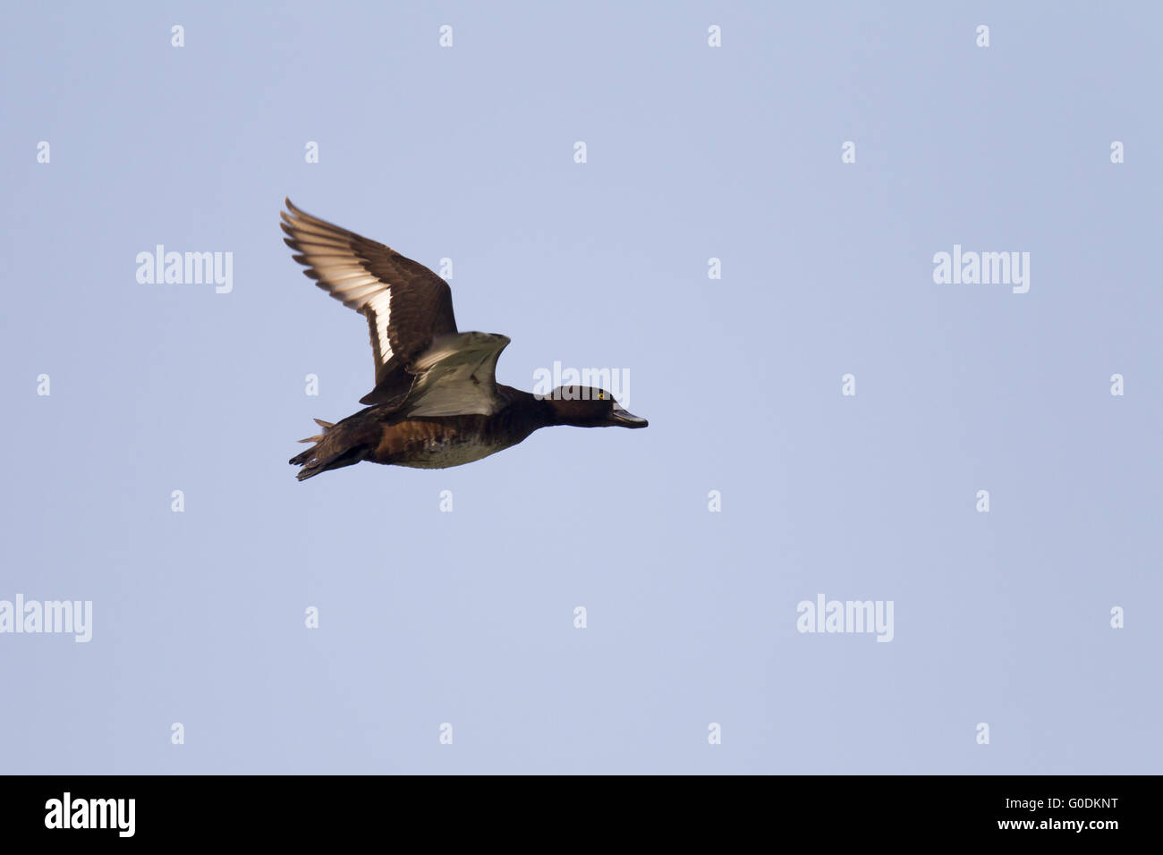 Tufted Duck eat molluscs and aquatic insects Stock Photo - Alamy