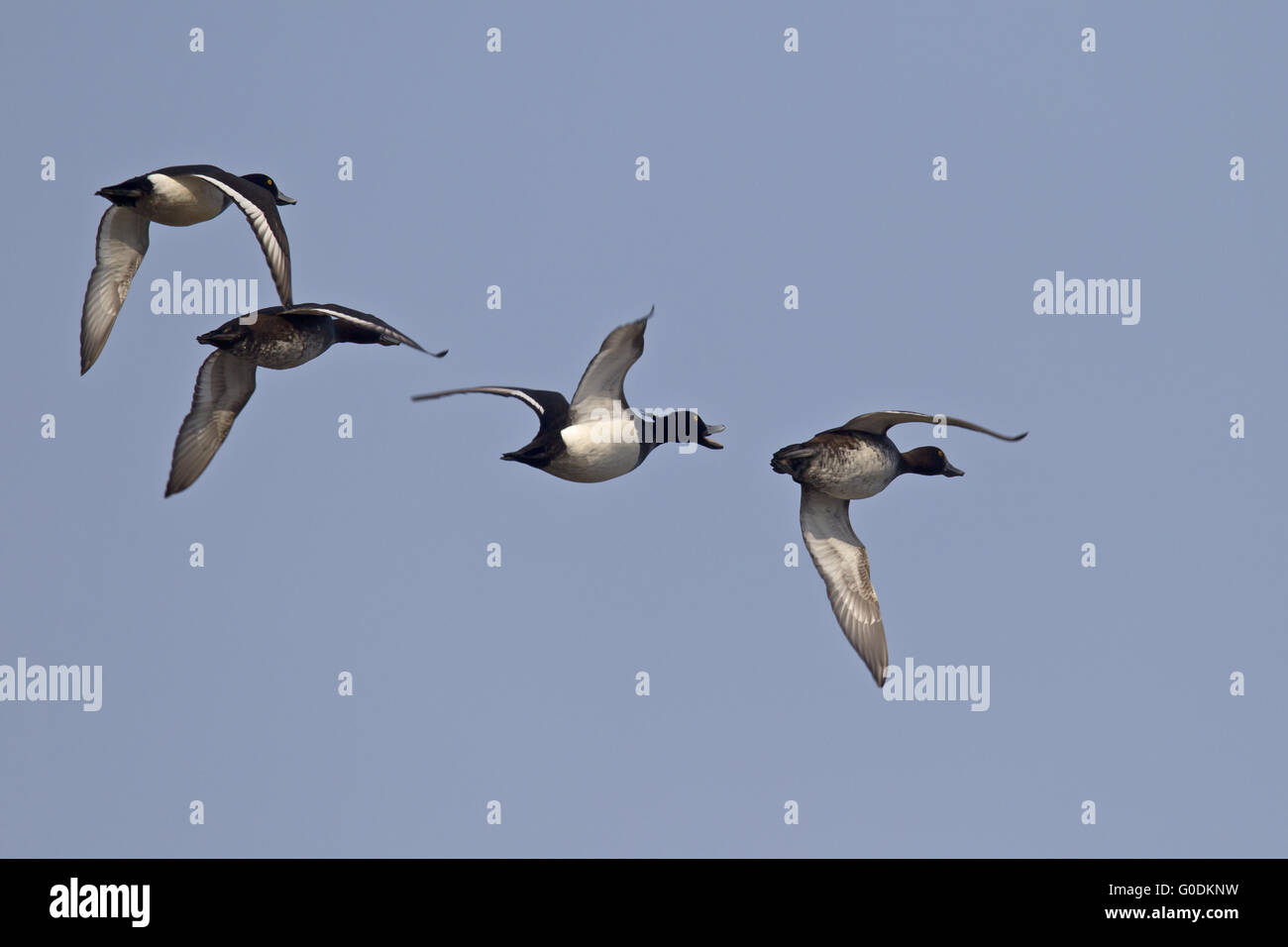 Tufted Duck eat molluscs and aquatic insects Stock Photo - Alamy