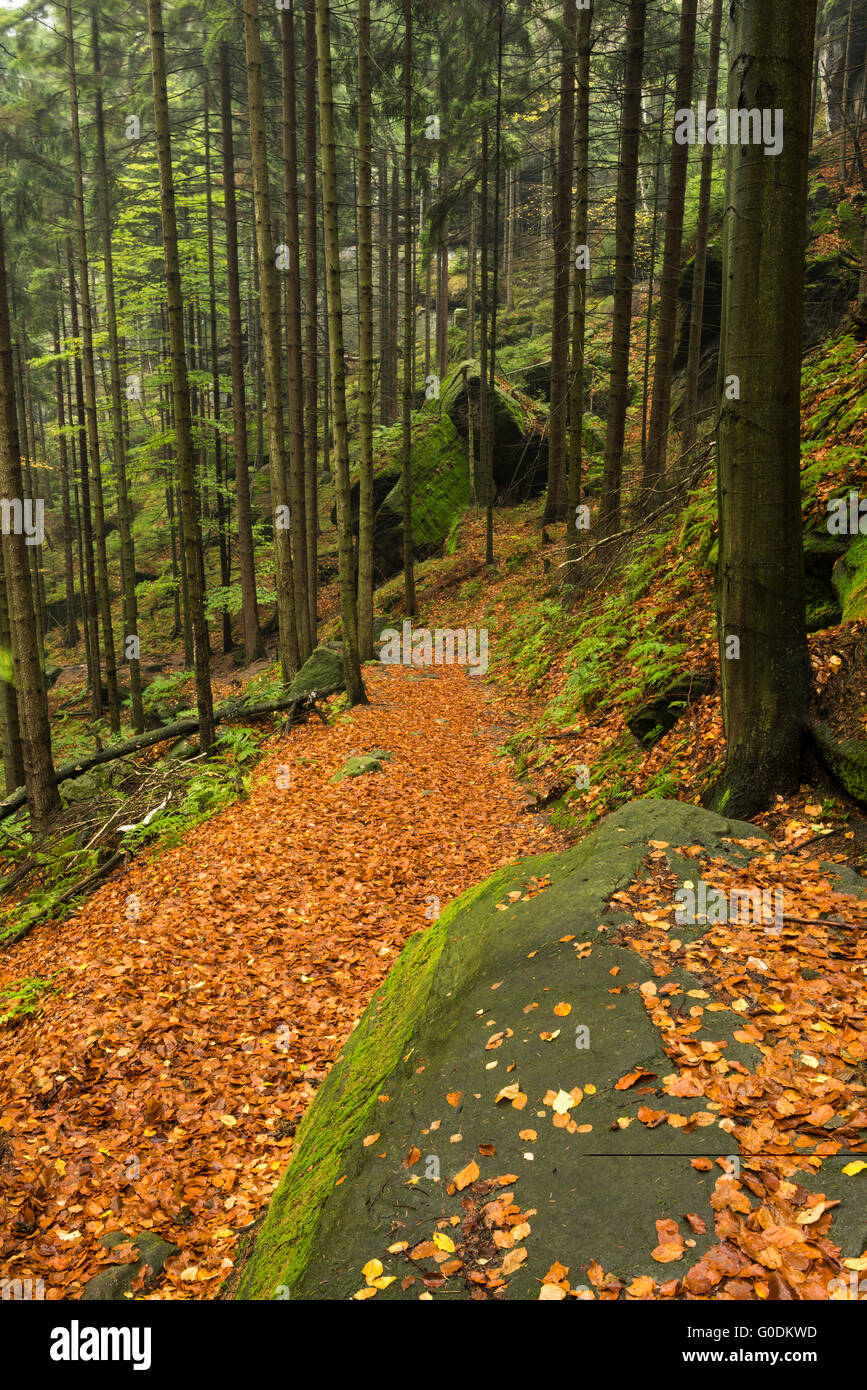 Buchenwald switzerland hi-res stock photography and images - Alamy