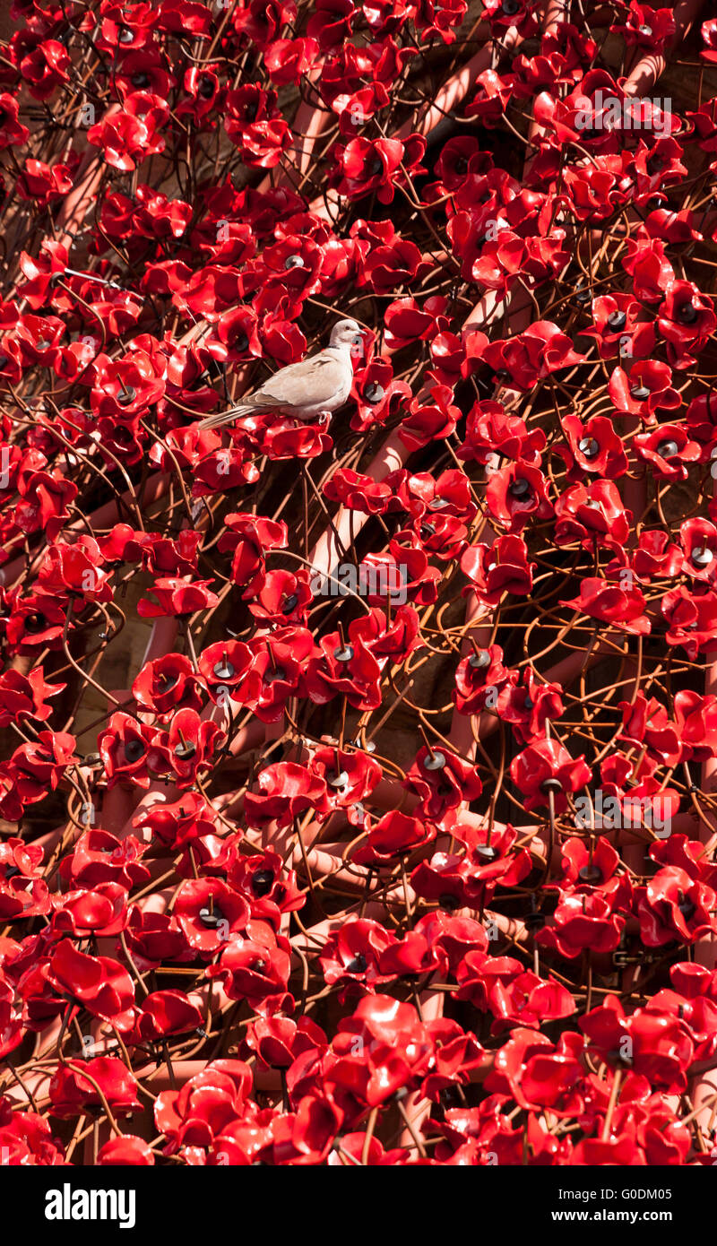 "Weeping Window" poppy sculpture by Paul Cummins and Tom Piper ...