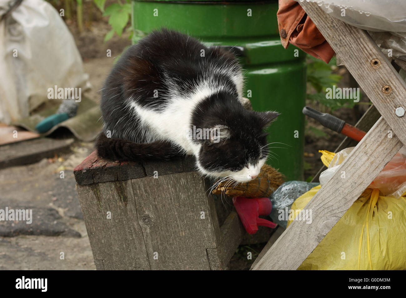 Cat dump things Stock Photo - Alamy