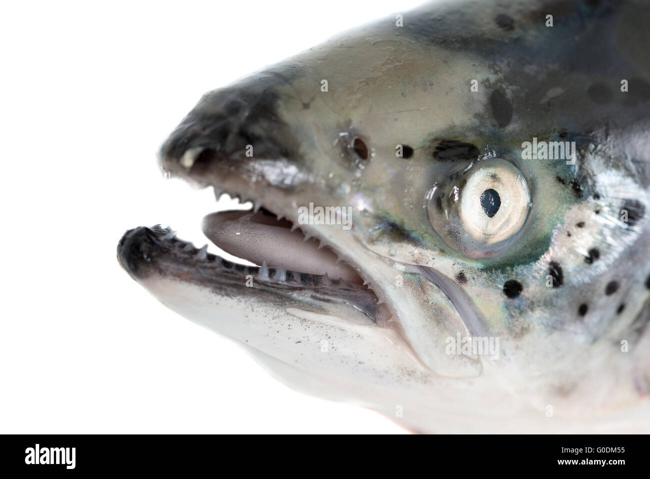 Sea trout head isolated on white Stock Photo - Alamy