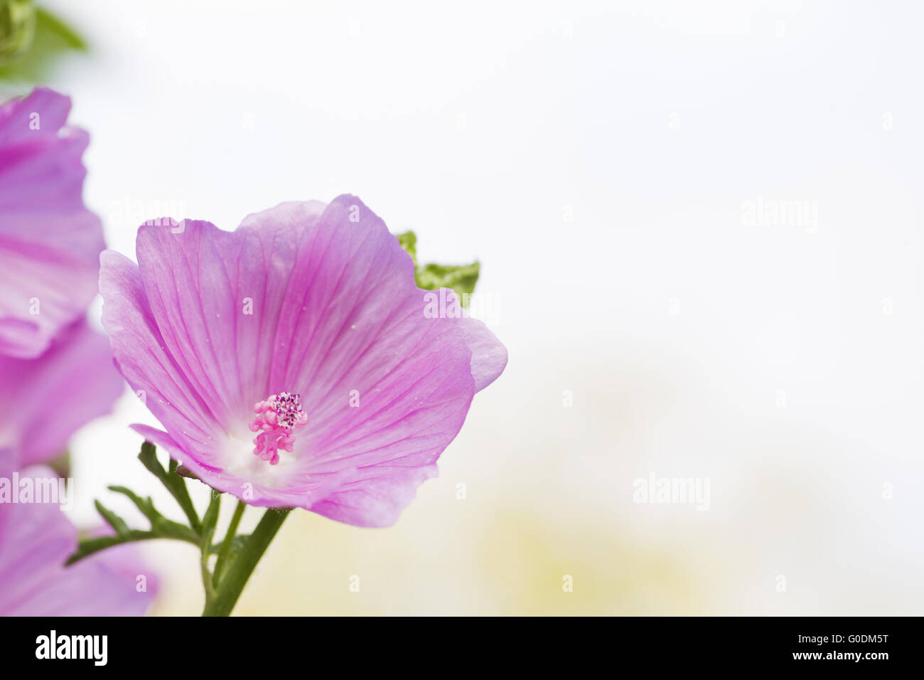 White musk mallow malva moschata hi-res stock photography and images ...