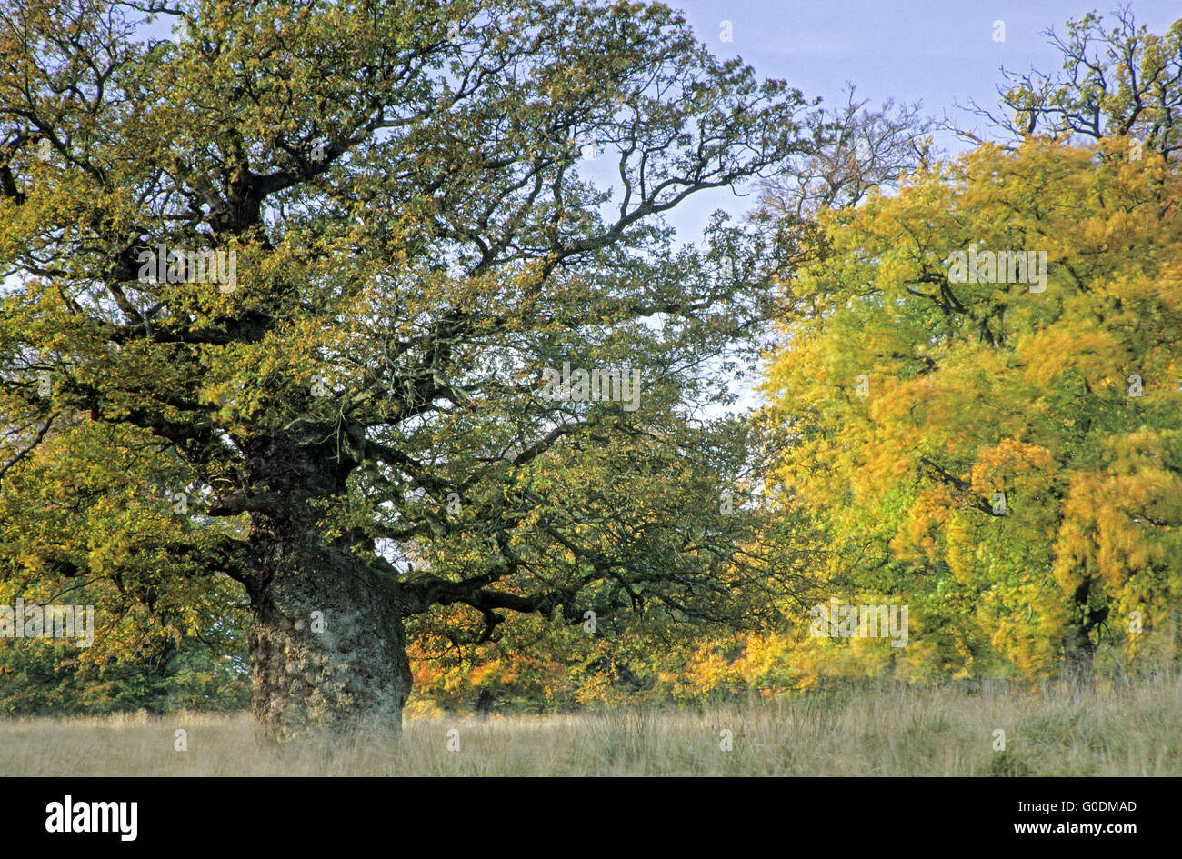 Pedunculate Oak is a long-lived tree Stock Photo - Alamy