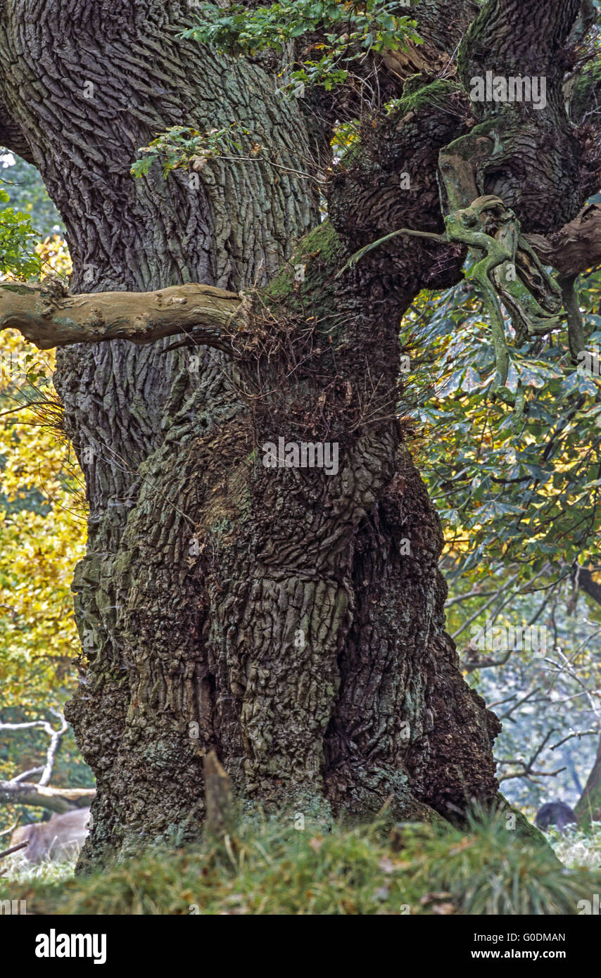Old english oak hi-res stock photography and images - Alamy