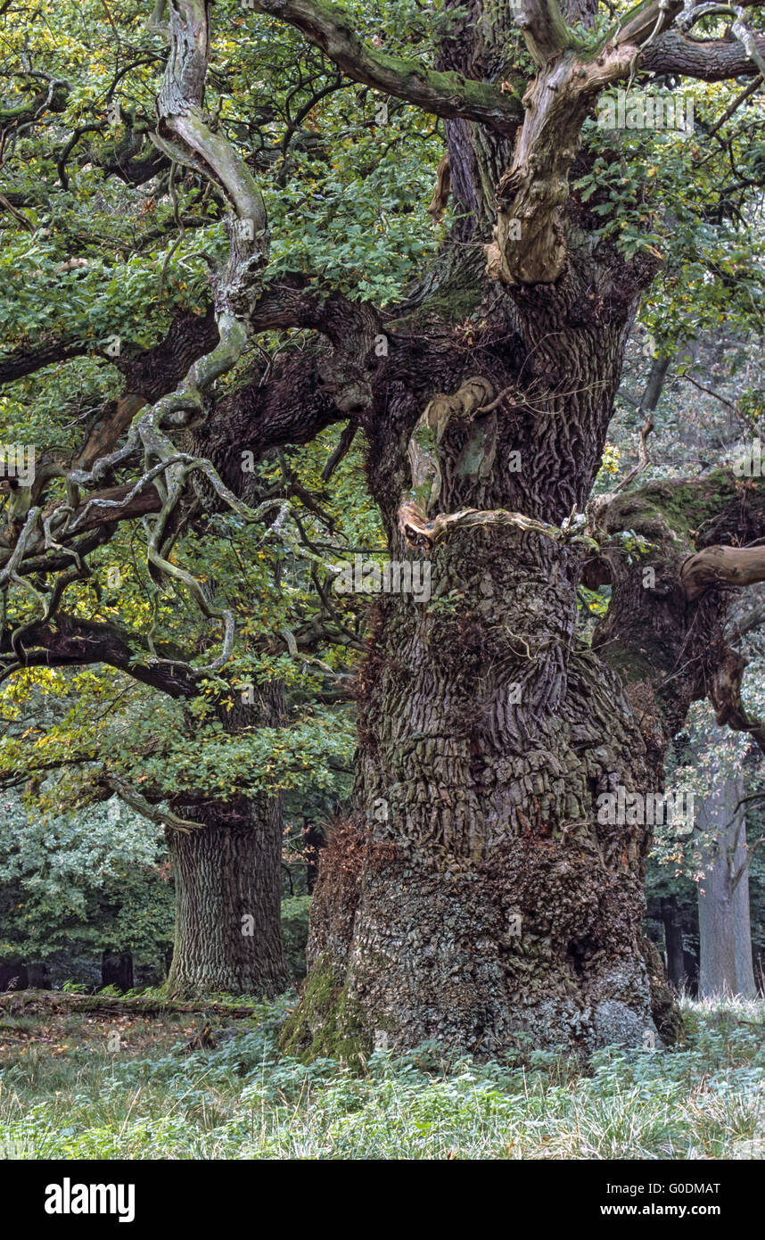 Old deciduous wood hi-res stock photography and images - Alamy