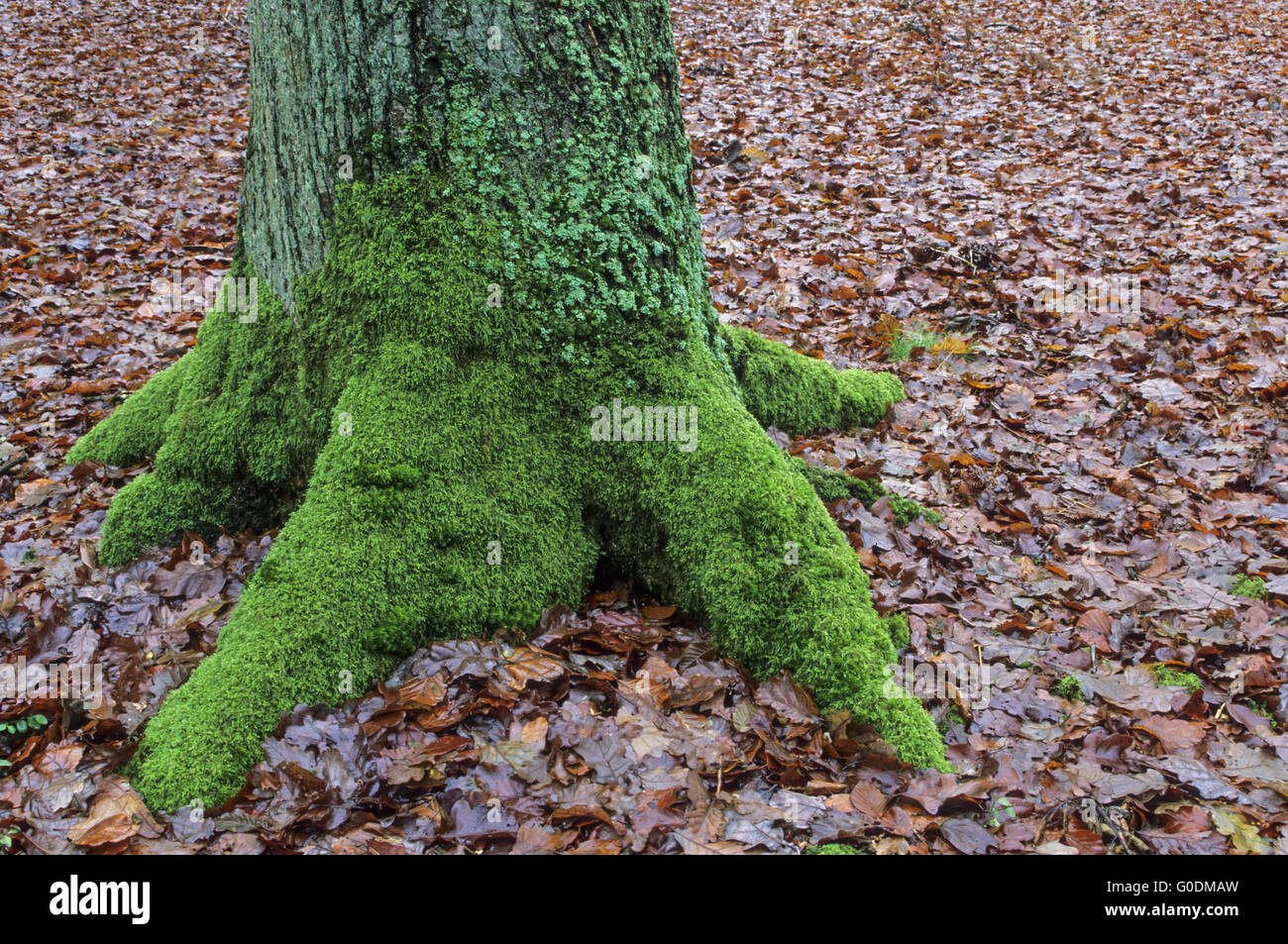 English Oak trunk covered with moss Stock Photo - Alamy