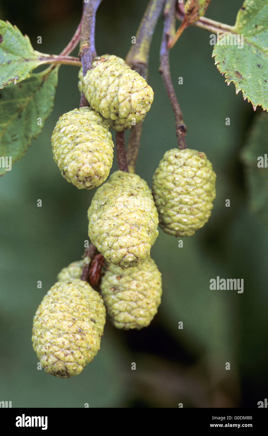 Red alder alaska hi-res stock photography and images - Alamy