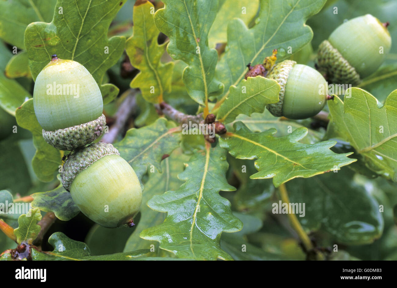 Pedunculate Oak their fruit called acorns Stock Photo - Alamy