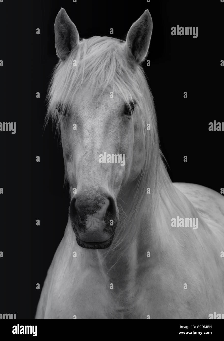 Schimmel hintergrund hi-res stock photography and images - Alamy