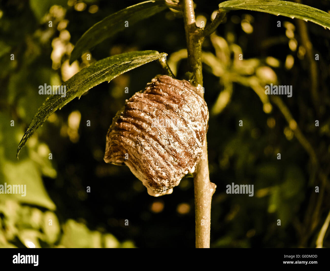 Horned mantis hi-res stock photography and images - Alamy